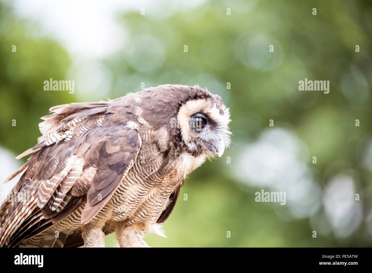 Herman park zoo hi-res stock photography and images - Alamy