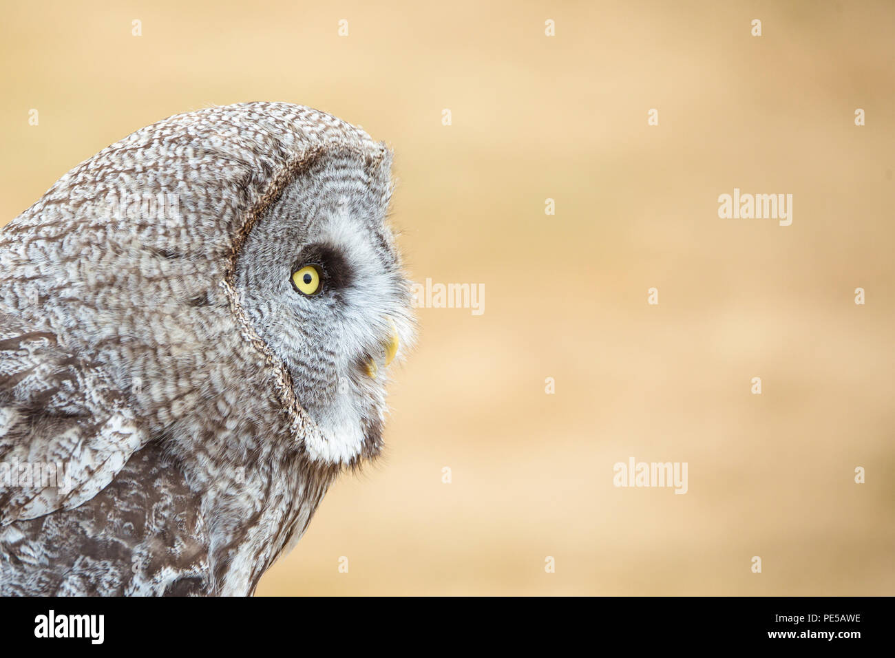 Herman park zoo hi-res stock photography and images - Alamy