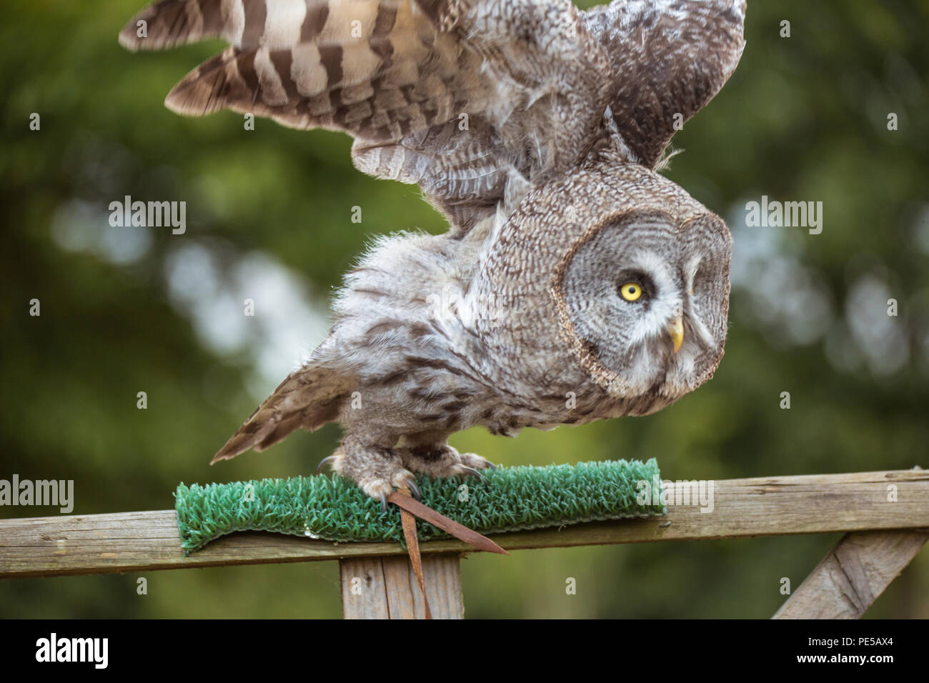 Herman park zoo hi-res stock photography and images - Alamy