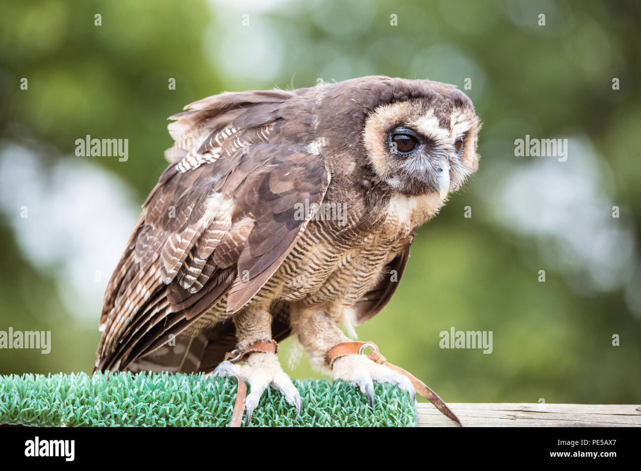 Captive asian brown wood hi-res stock photography and images - Alamy