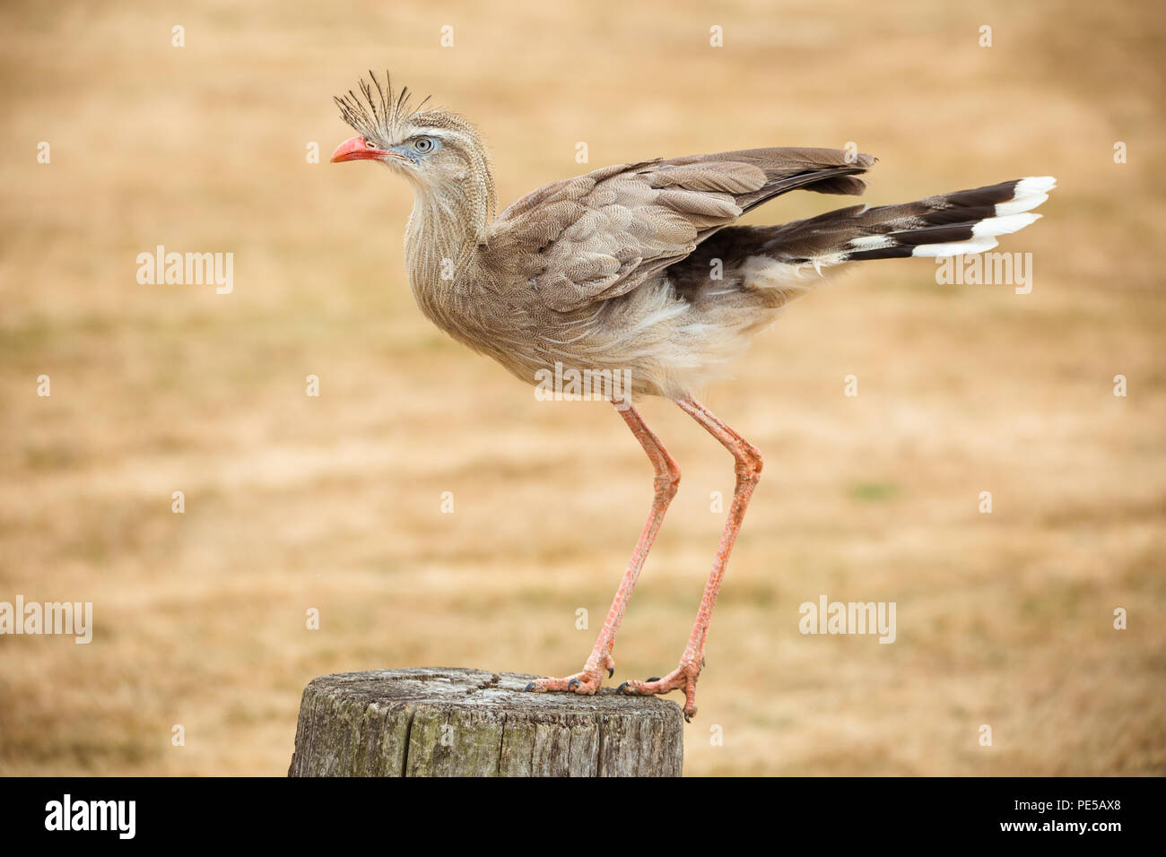 side view of red legged seriema (cariama cristata) wings unfolding ...