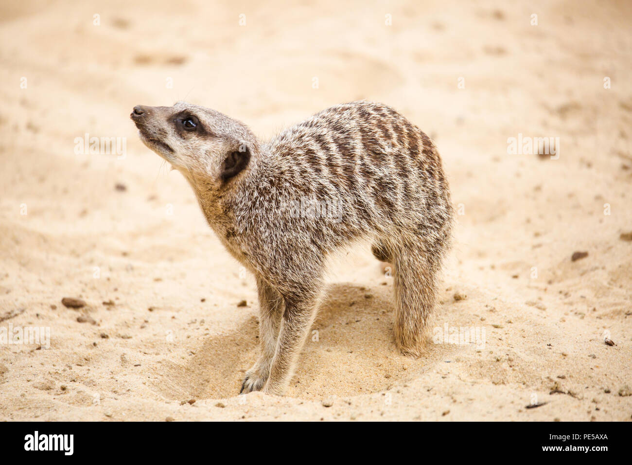Side view of meerkat arching back and watching Stock Photo - Alamy