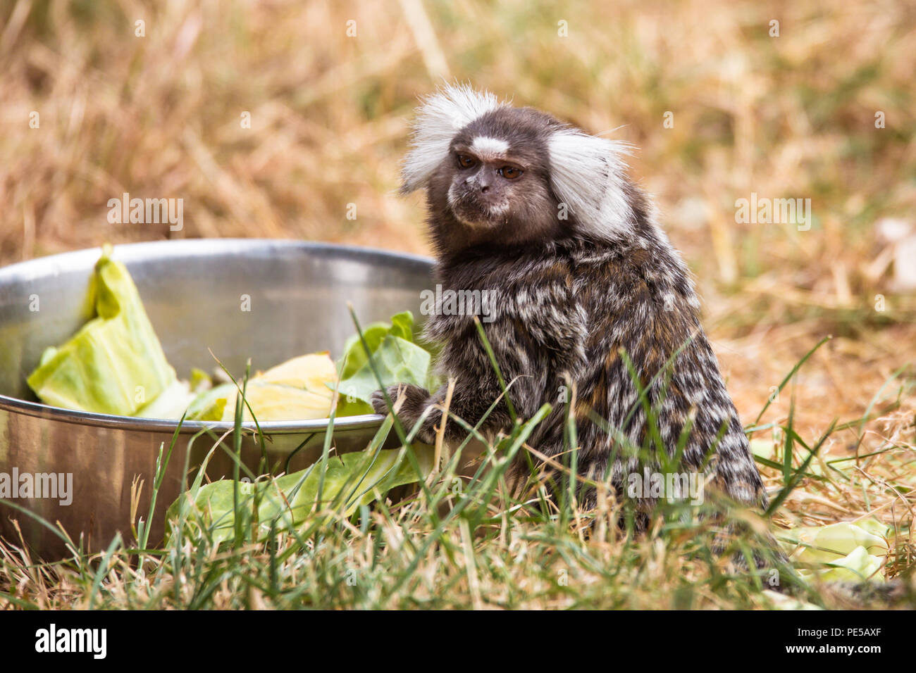 Common marmoset sat down at feeding time looking upwards Stock Photo ...