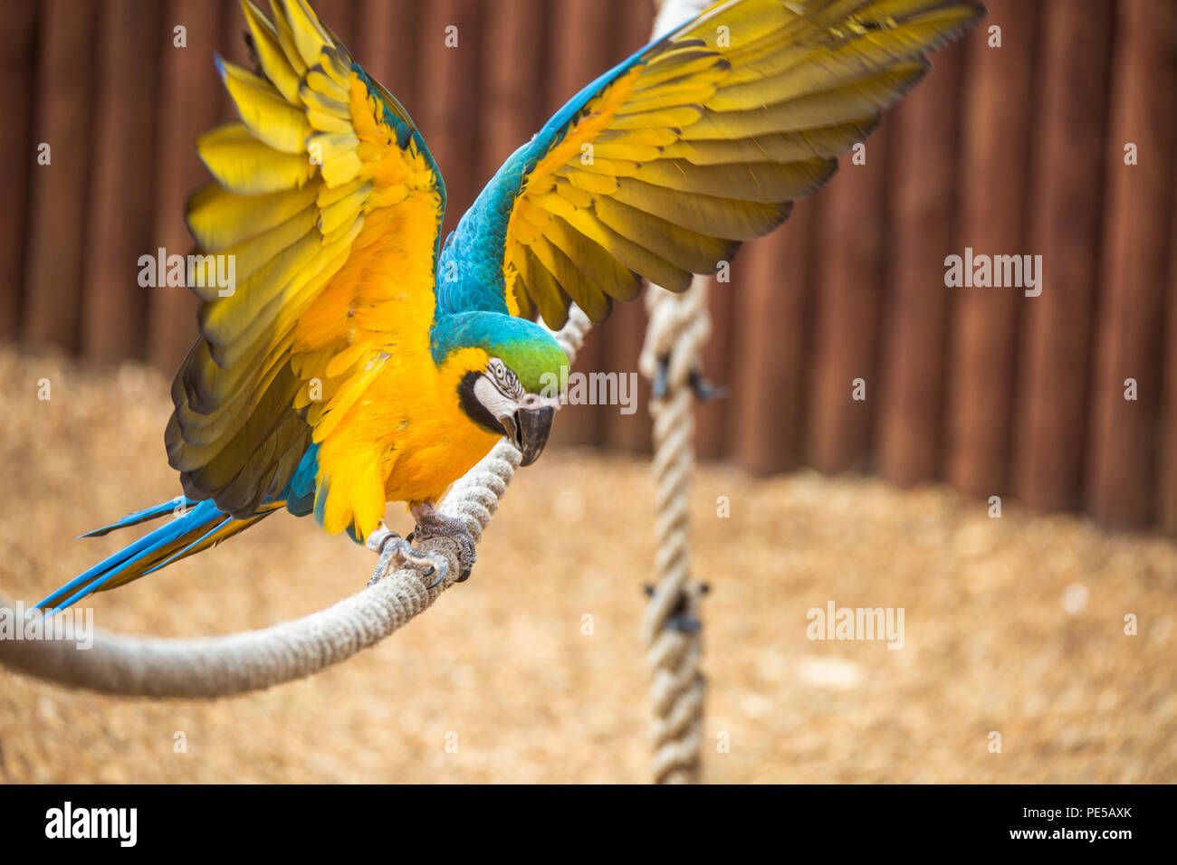 Blue and gold (yellow) macaw parrot playing with rope Stock Photo - Alamy