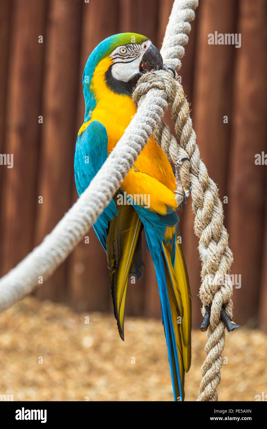 Blue and gold (yellow) macaw parrot playing with rope Stock Photo - Alamy