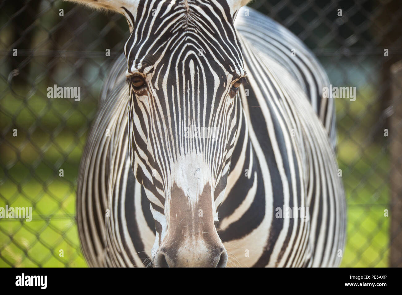 Close up of zebra face, eyes looking at camera Stock Photo - Alamy
