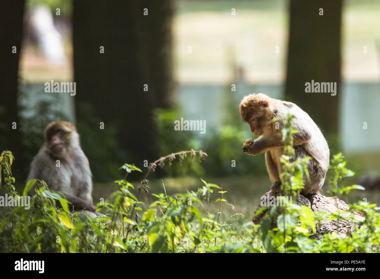 Macaque monkeys rock play hi-res stock photography and images - Alamy