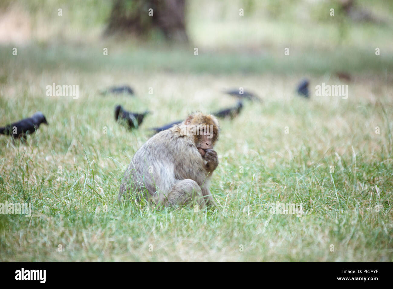 Woburn safari park monkeys hi-res stock photography and images - Alamy