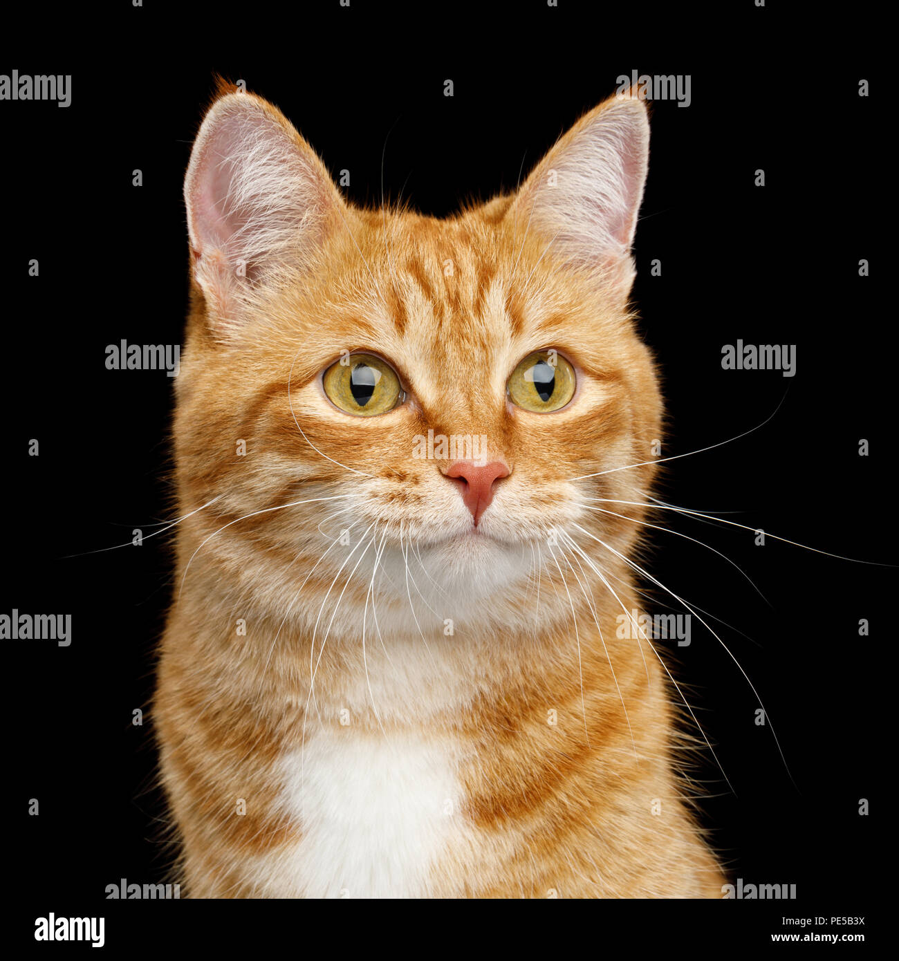 Adorable Portrait of Ginger Cat on Isolated Black Background, front ...
