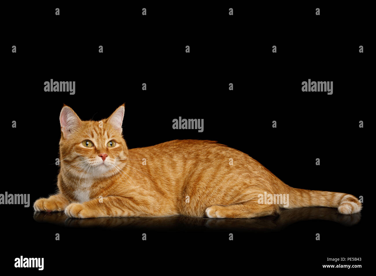 Lazy Ginger Cat Lying on Mirror Isolated Black background and Looking ...