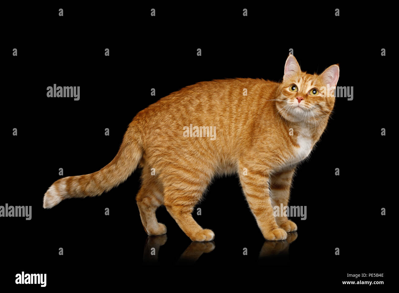 Adorable Ginger Cat Standing and looking up with pleased face on ...