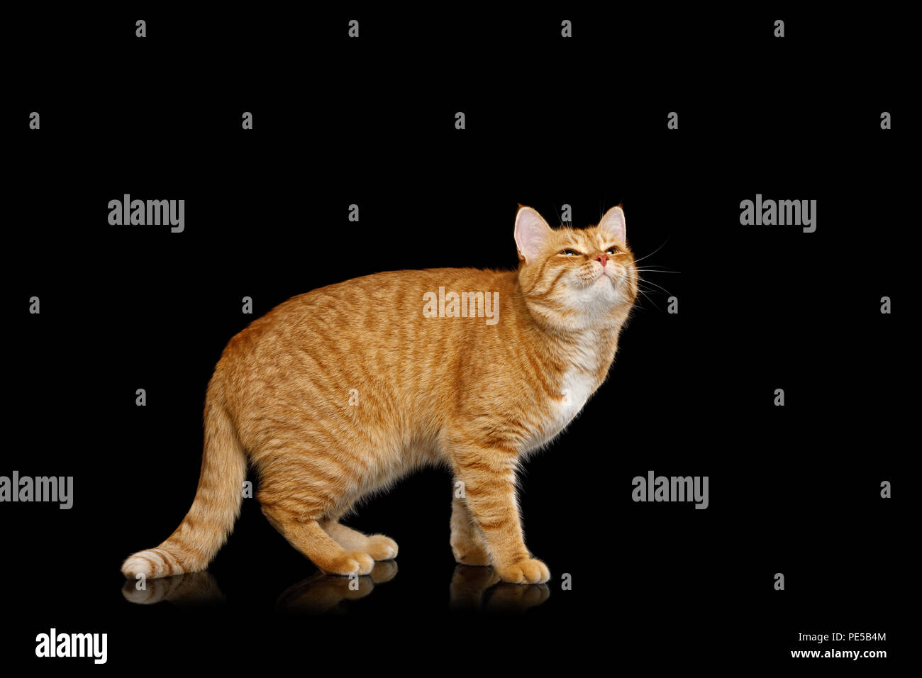 Adorable Ginger Cat Standing and looking up with pleased face on ...