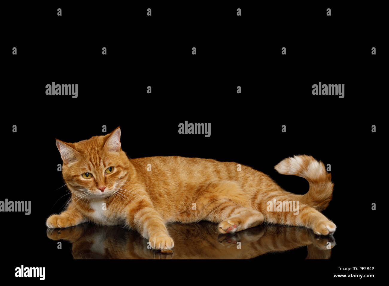 Lazy Ginger Cat looks pity and Lying on Mirror Isolated Black ...