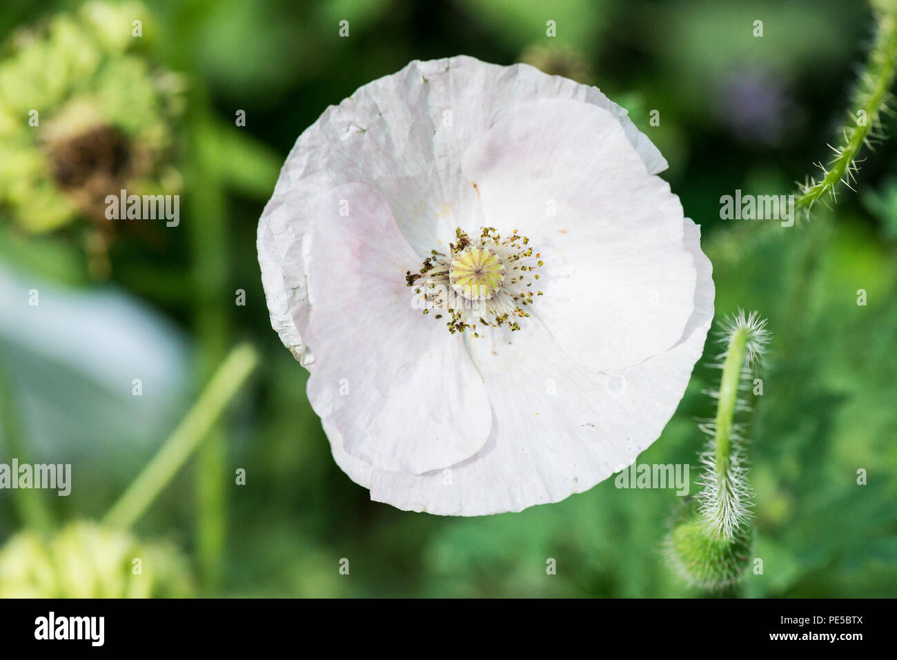 White Poppy High Resolution Stock Photography and Images - Alamy