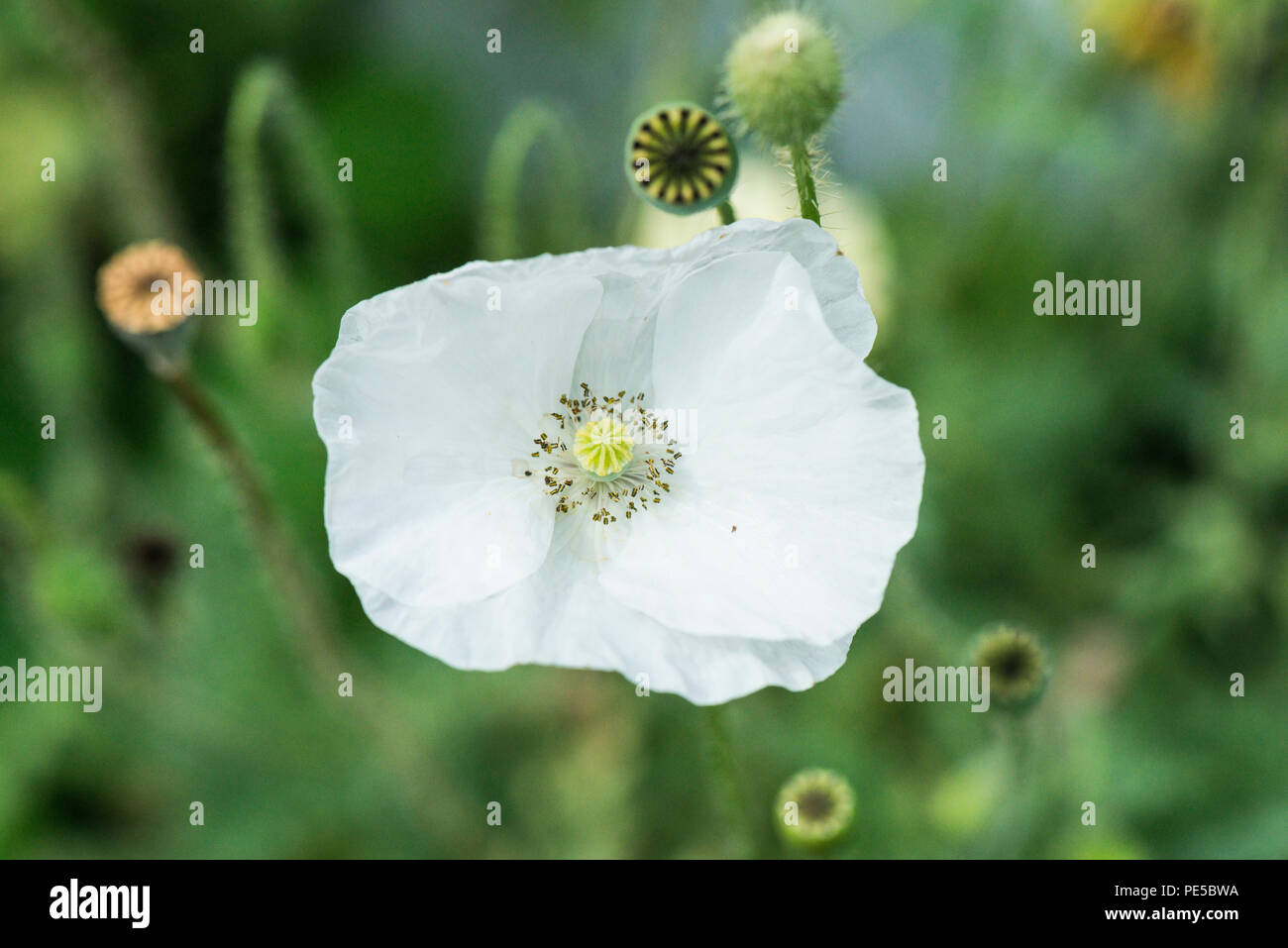 White Poppy High Resolution Stock Photography and Images - Alamy