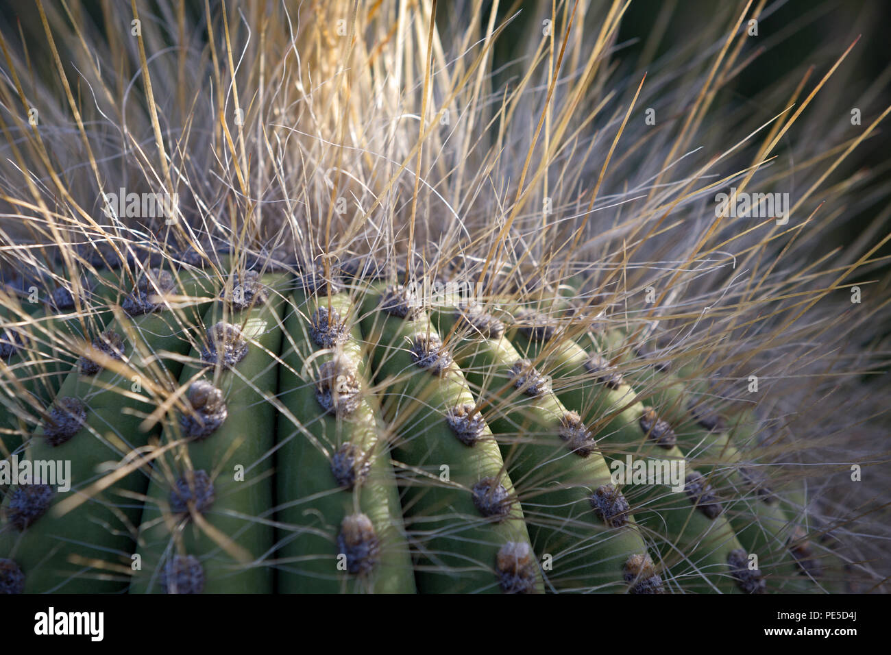 Long spikes cactus hi-res stock photography and images - Alamy