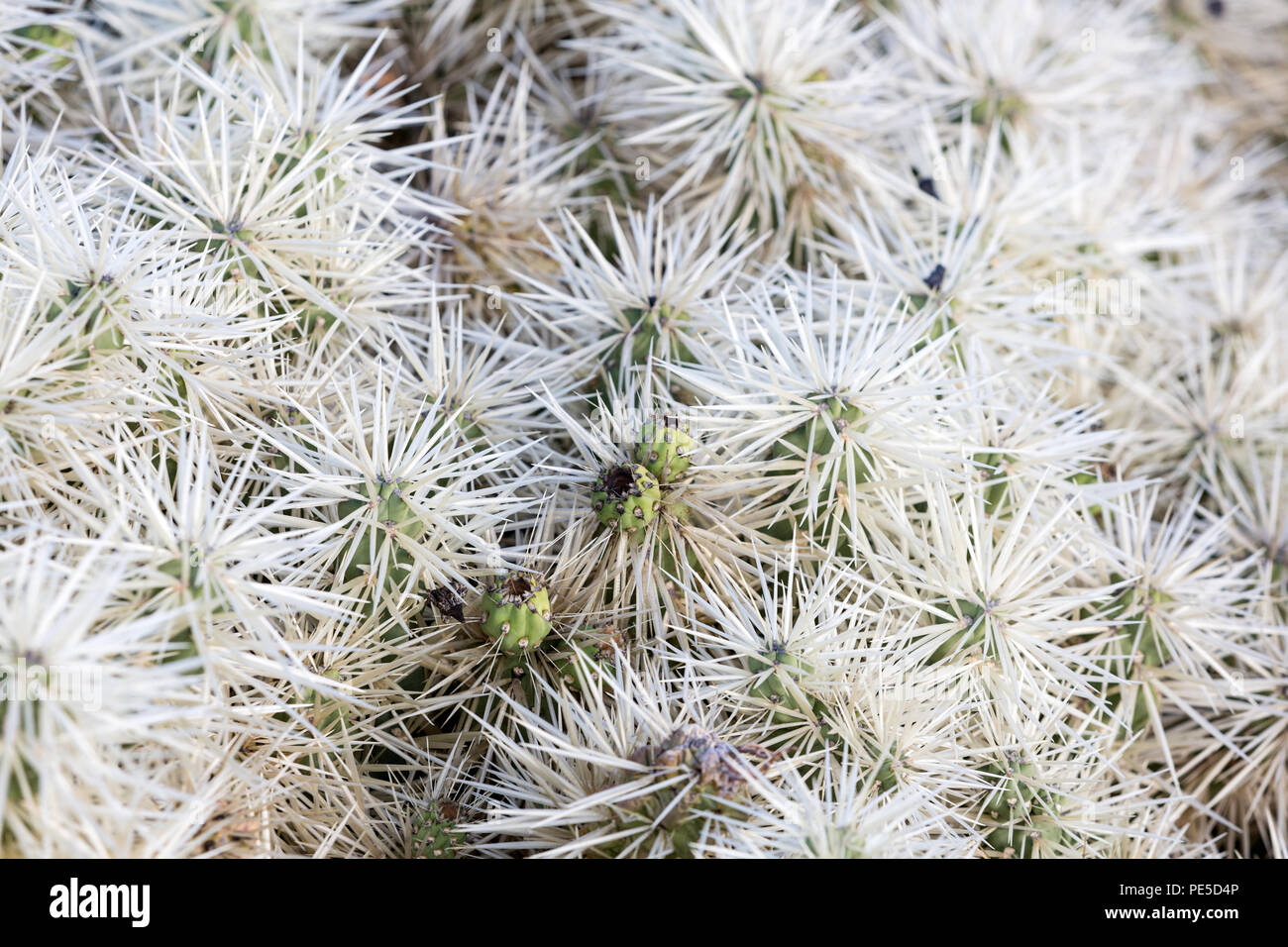 Cactus Spike Cacti Stock Photos & Cactus Spike Cacti Stock Images - Alamy