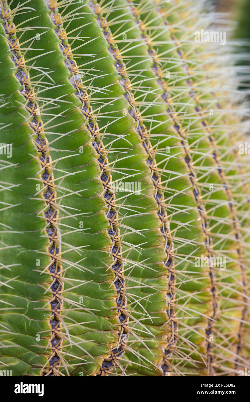 Detail of the Golden Barrel Cactus Stock Photo - Alamy