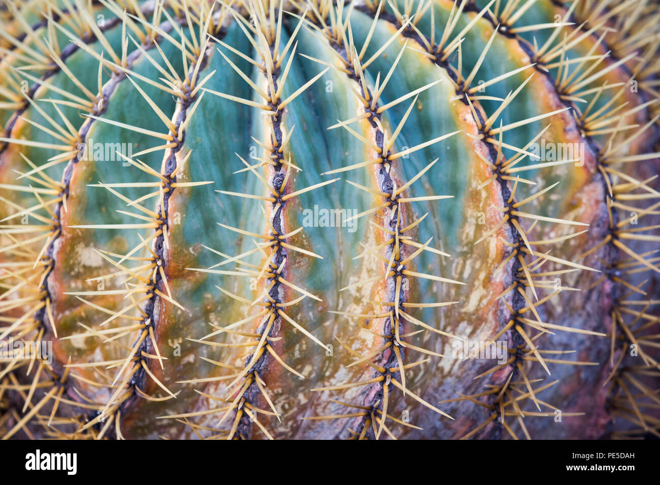 Graphic of a thorny cactus Stock Photo - Alamy