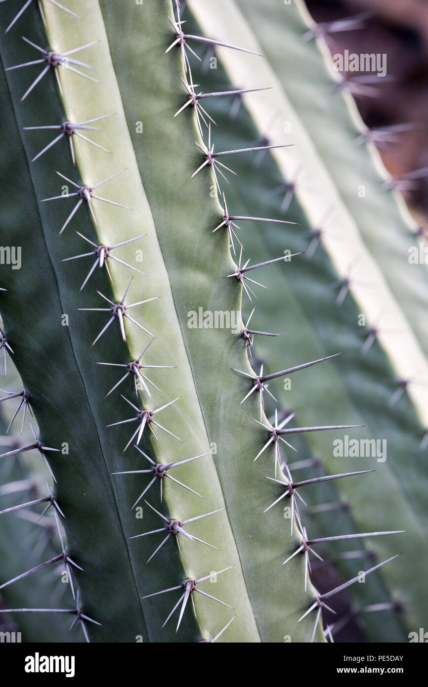 Tall Cactus High Resolution Stock Photography and Images - Alamy
