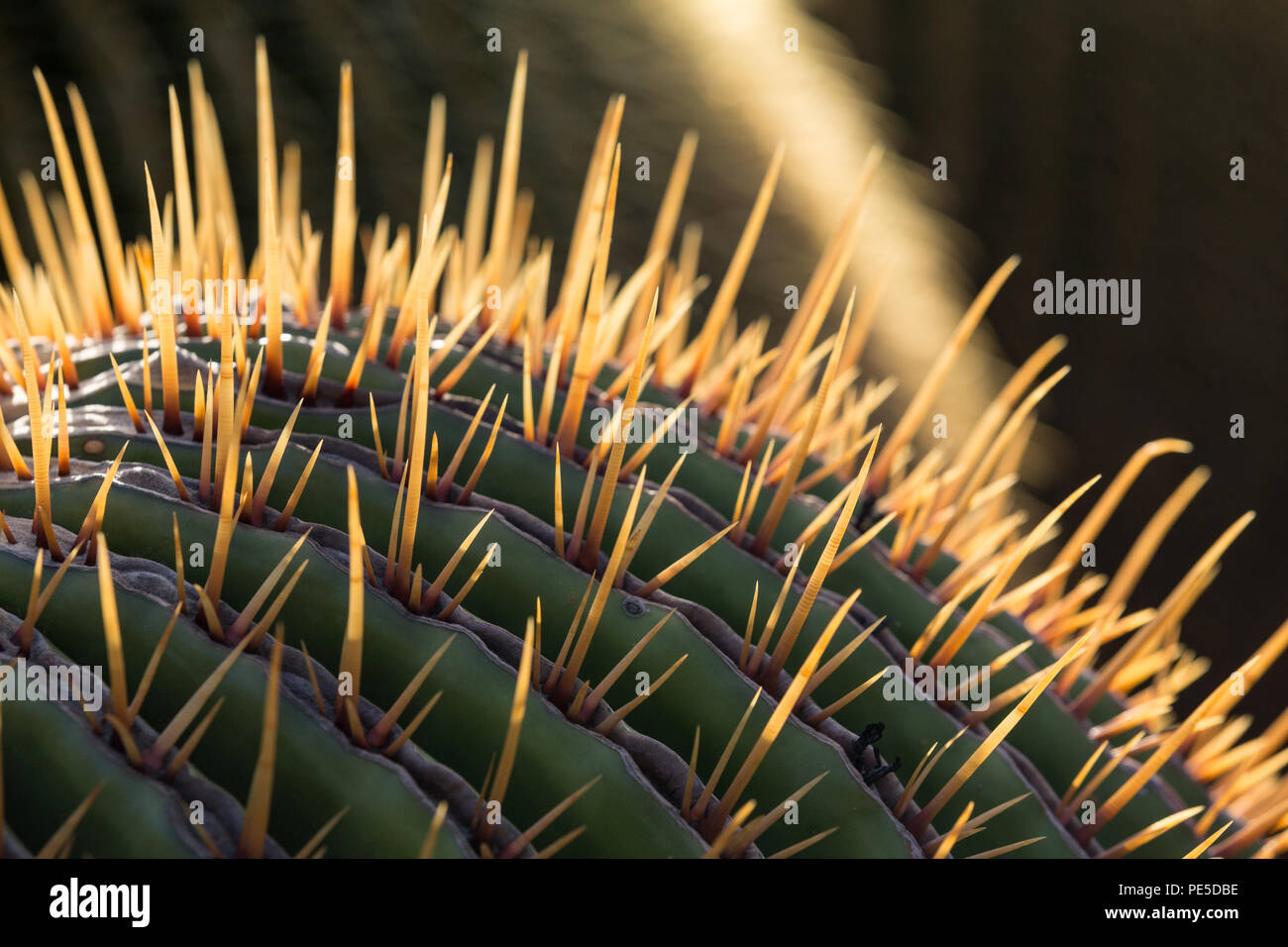 Detail of the Golden Barrel Cactus Stock Photo - Alamy