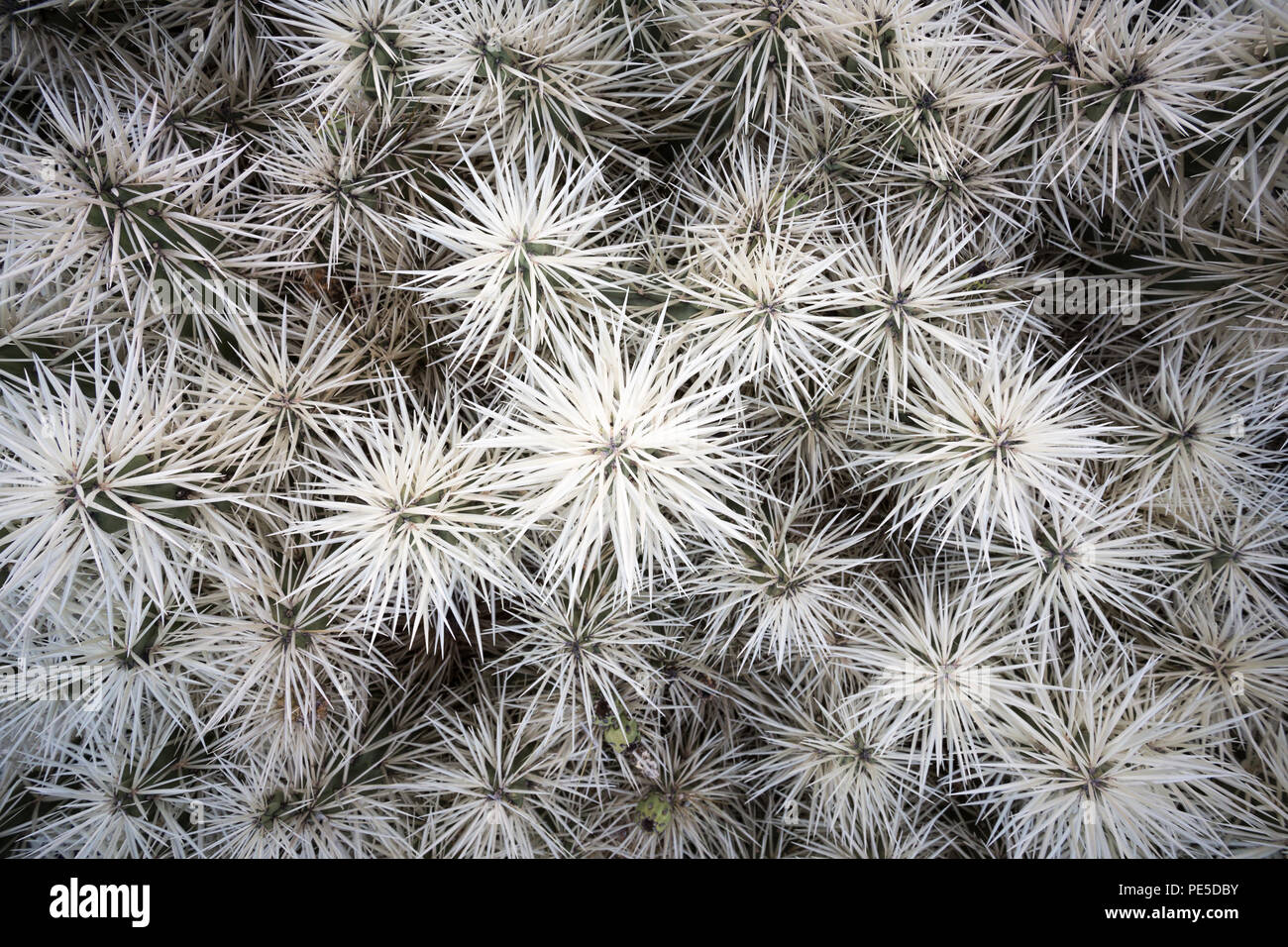 Detail of Cactus with white spikes Stock Photo - Alamy