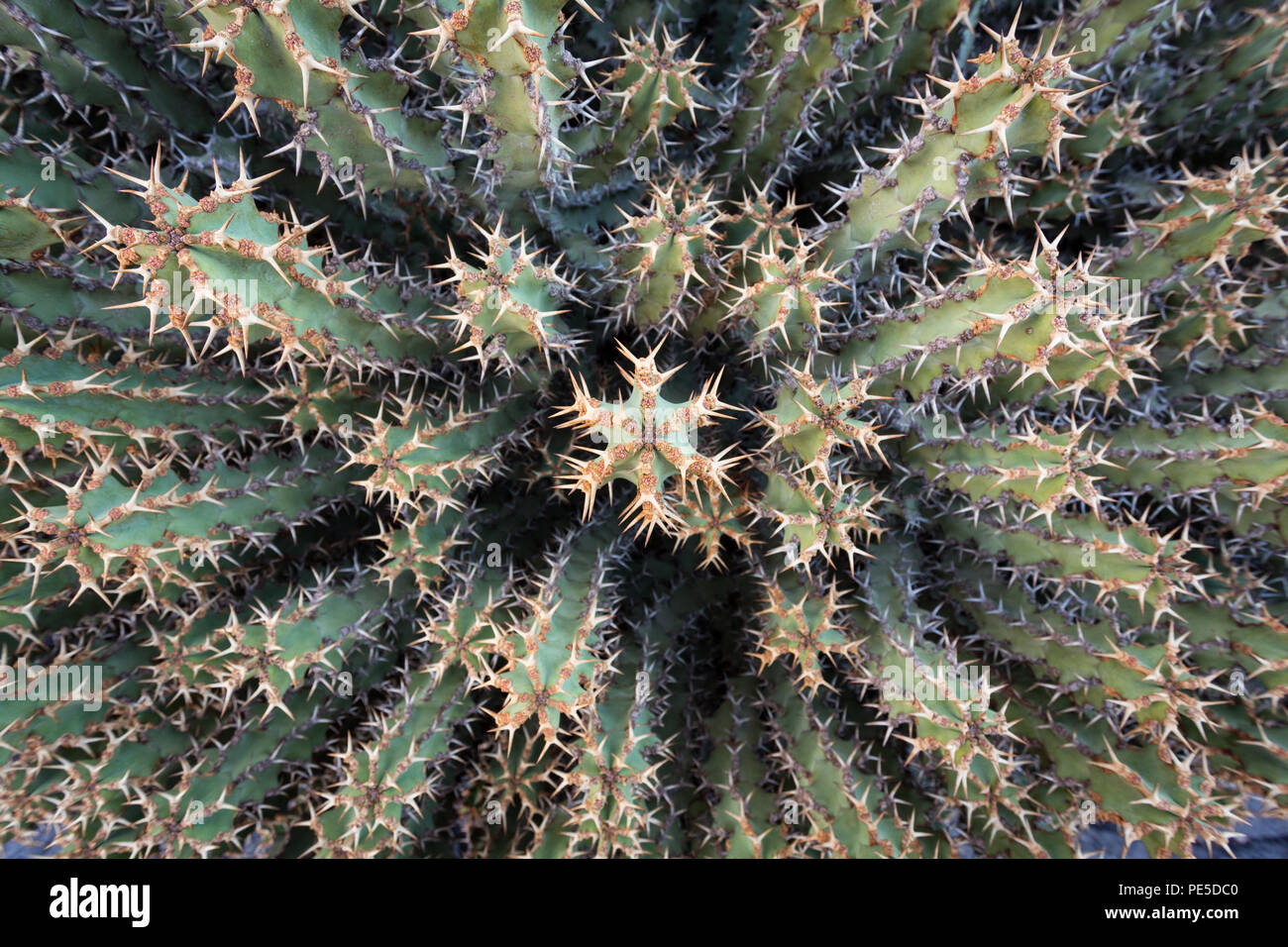 Cactus textures hi-res stock photography and images - Alamy