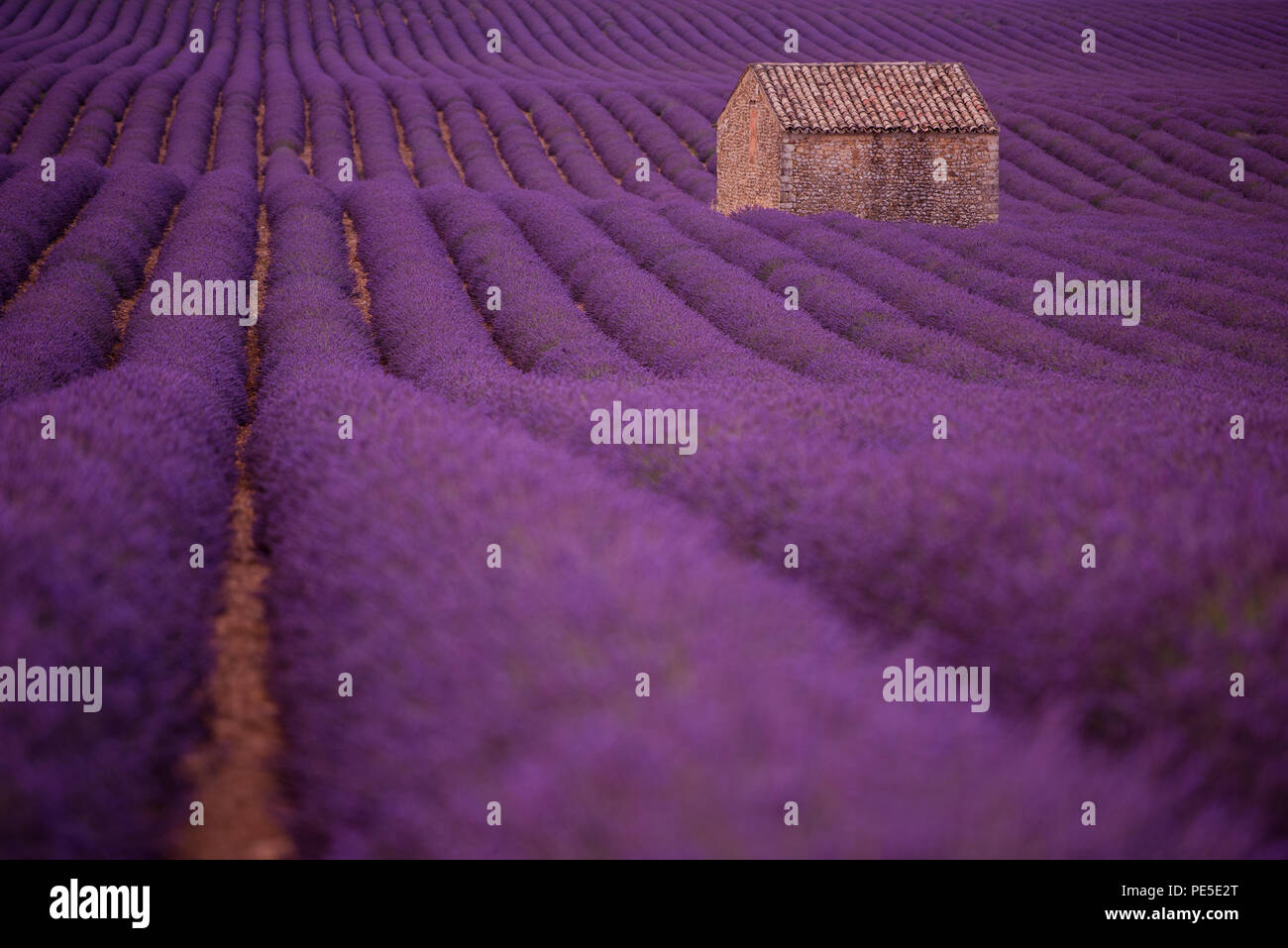 purple lavender flowers field with lonely old abandoned stone house ...