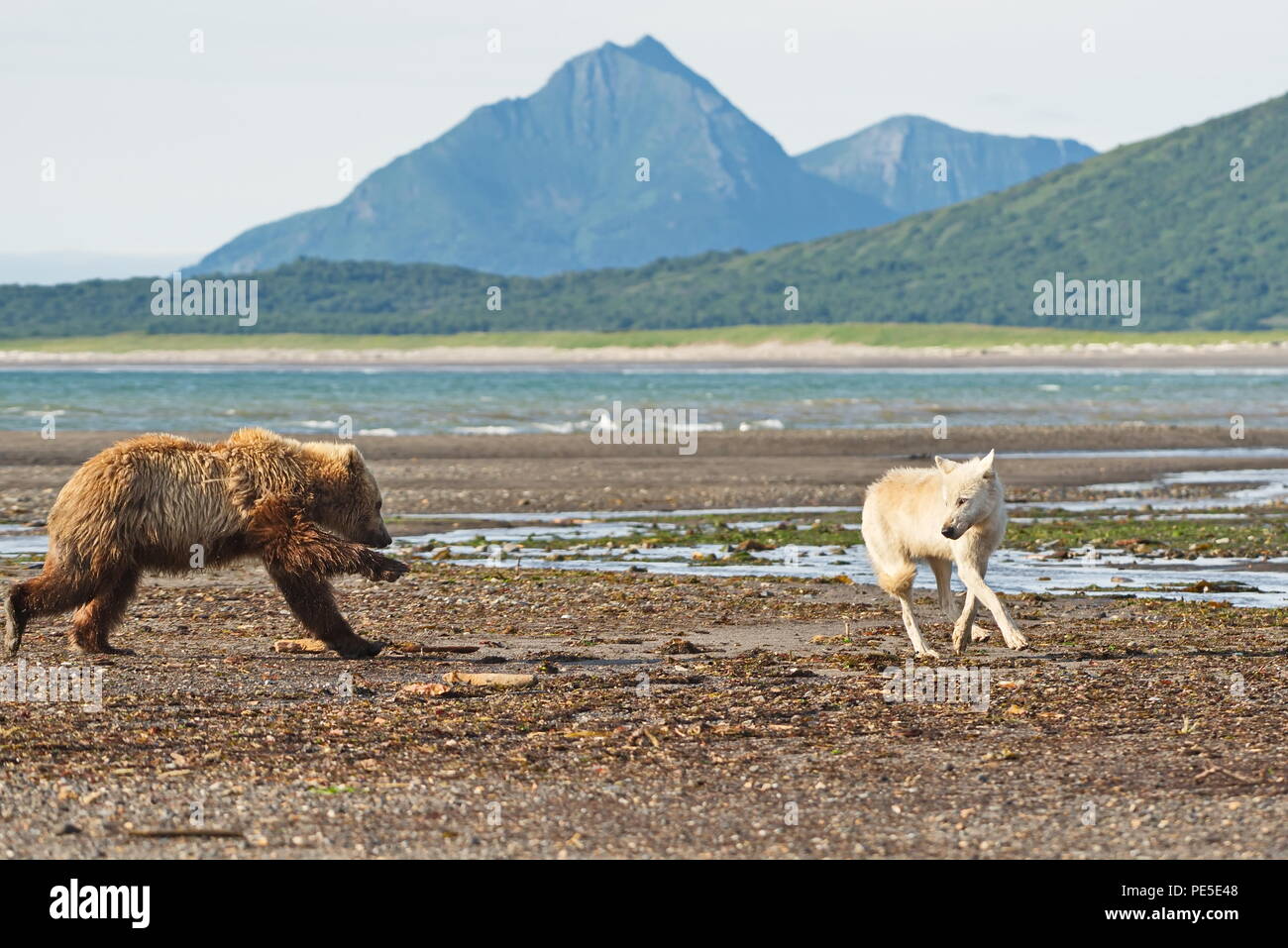 Grizzly (ursu arctos) charges wolf (canis lupus) in Katmai park. The ...
