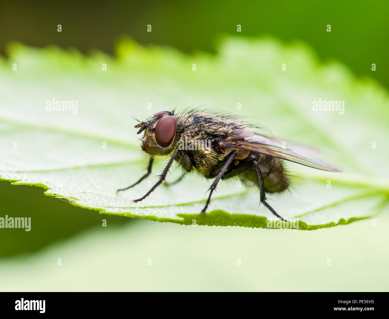 Exotic Drosophila Fruit Fly Diptera Insect on Green Leaf Stock Photo ...