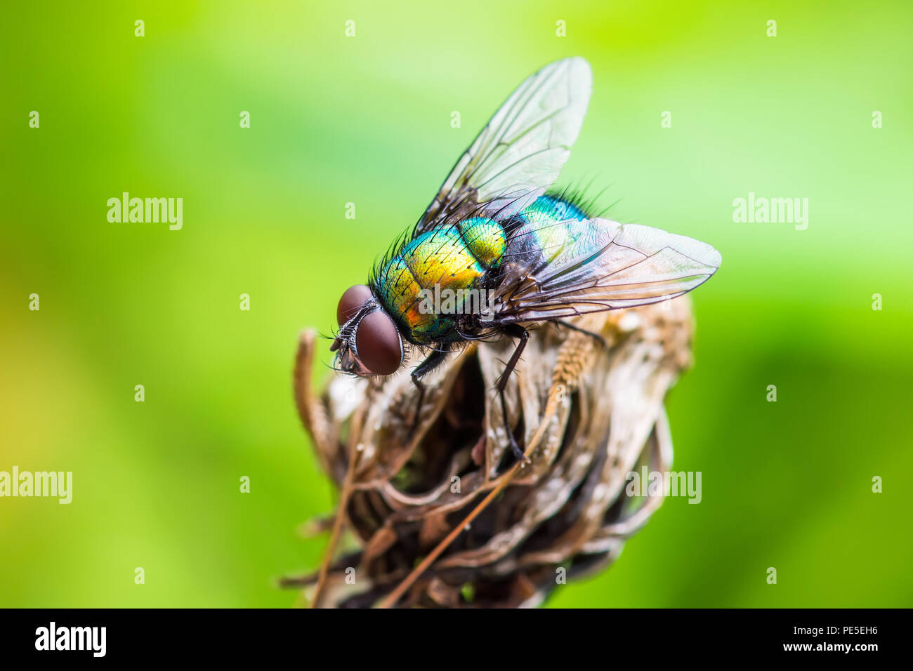 Exotic Drosophila Fruit Fly Diptera Insect on Plant Stock Photo - Alamy
