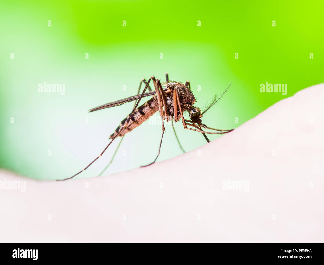 Yellow Fever, Malaria or Zika Virus Infected Mosquito Insect Macro on ...