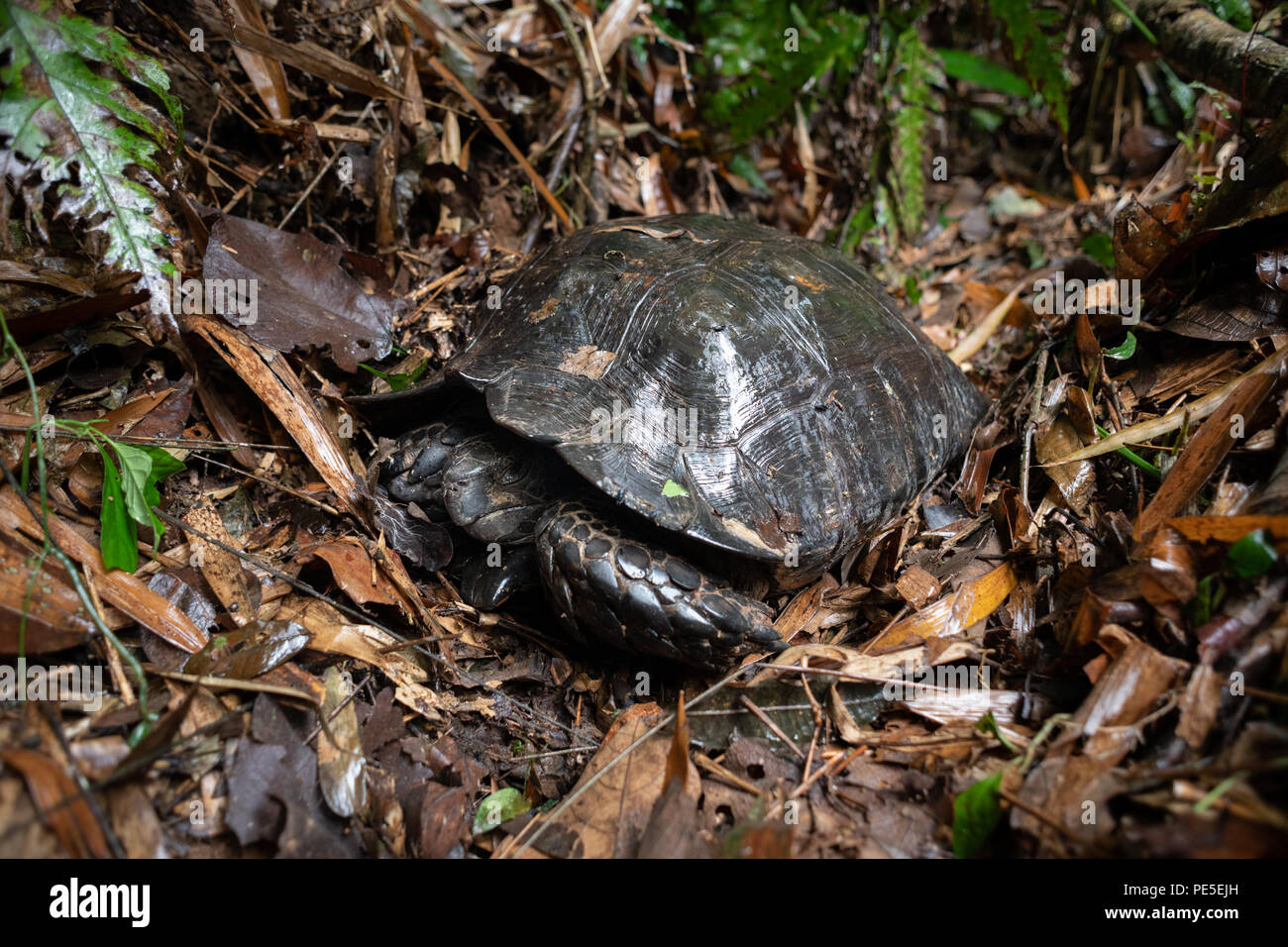 The Asian forest tortoise (Manouria emys), also known as the Asian ...