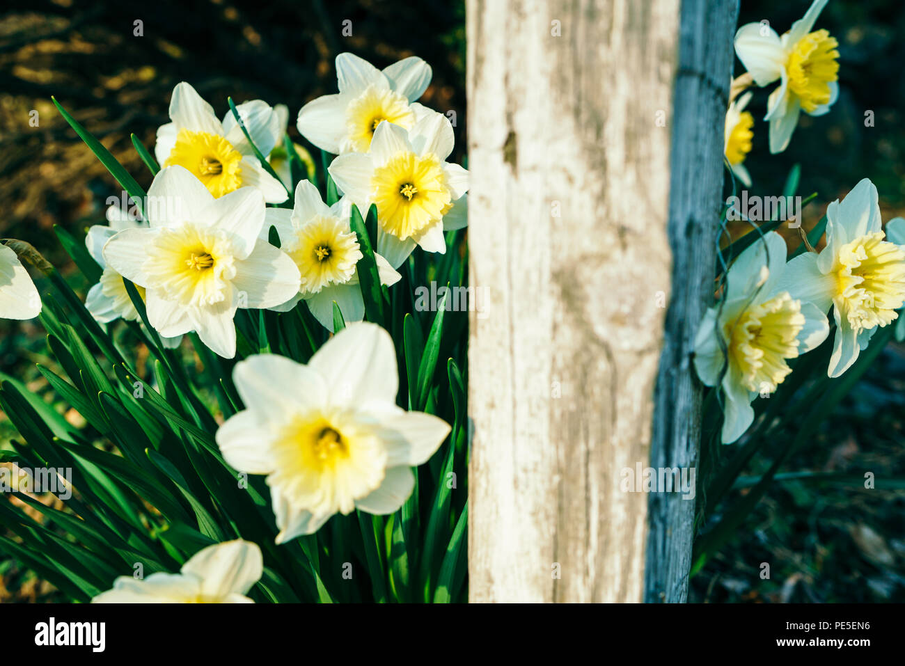 Host of flowers hi-res stock photography and images - Alamy
