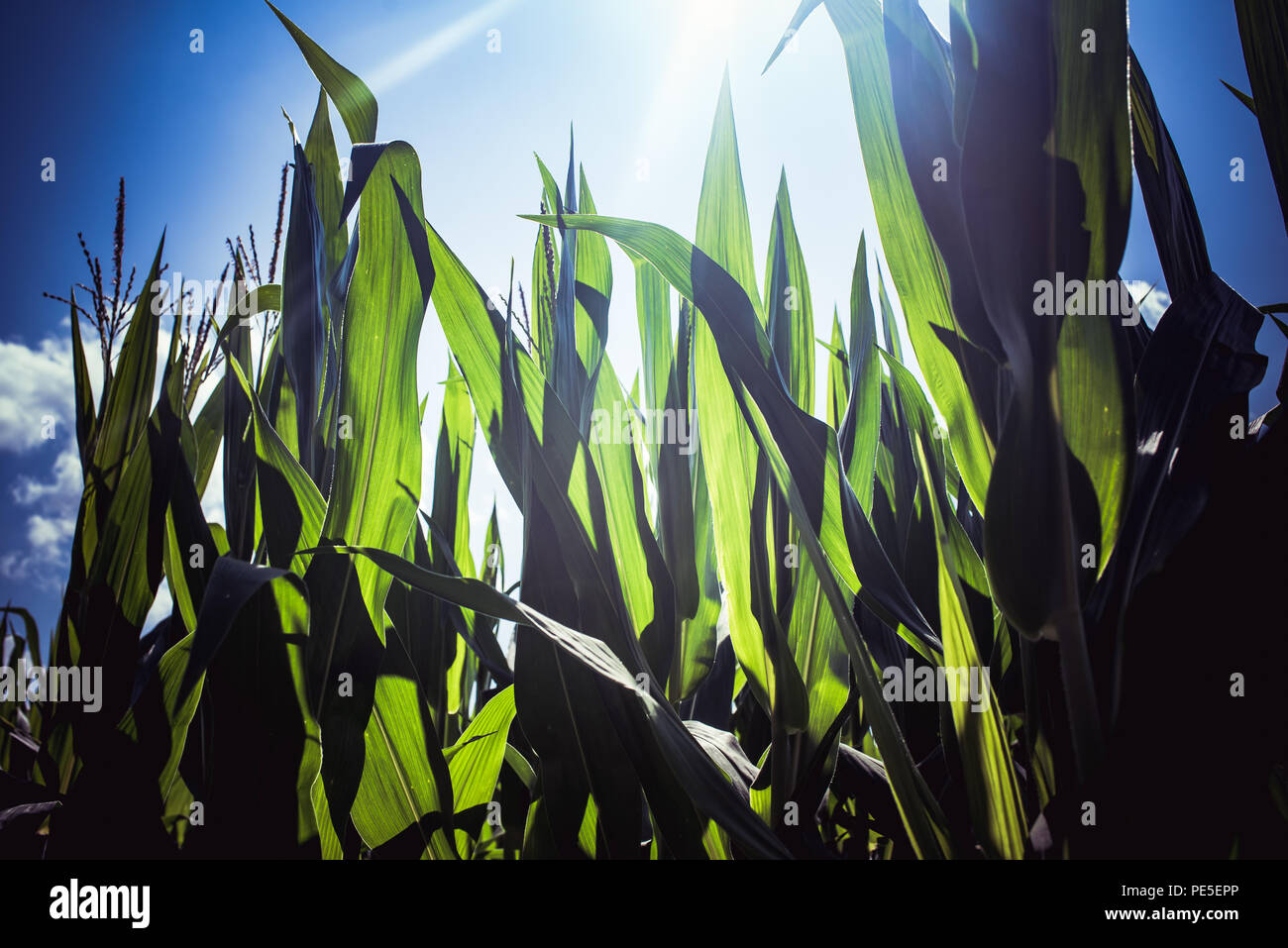 Sunbeam back light the corn maze on a glorious late summer afternoon ...
