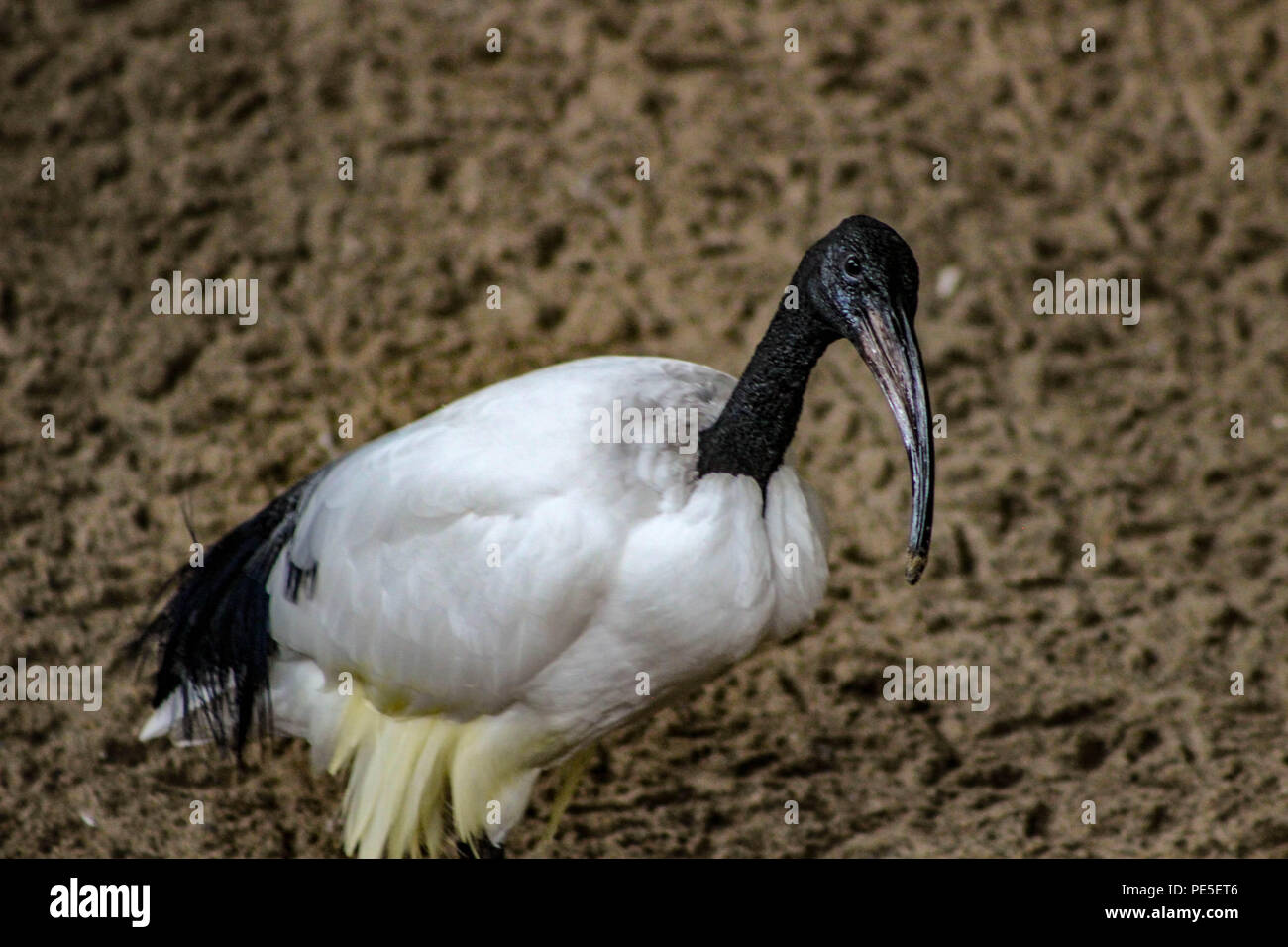 Australian White Ibis beautiful isolated stock photo Stock Photo - Alamy