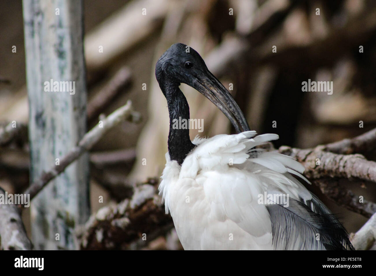 Australian ibis photo hi-res stock photography and images - Alamy