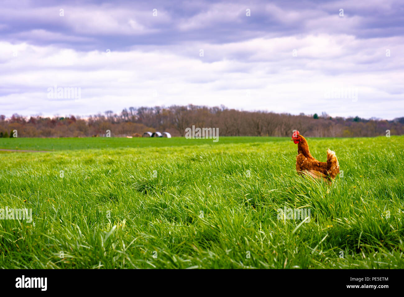Chicken on patrol on the range Stock Photo - Alamy