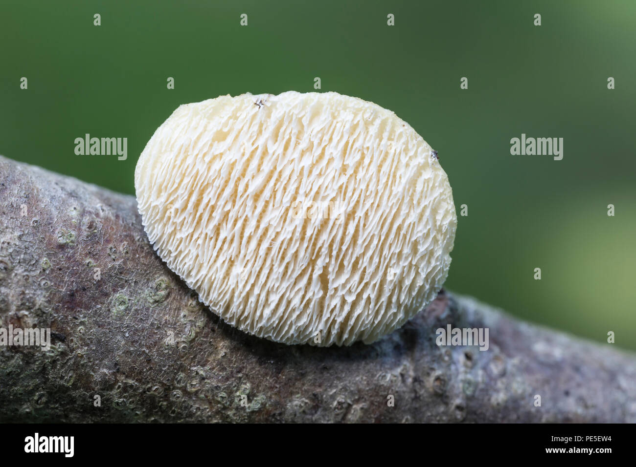 An Unidentified Polypore Fungus Polyporaceae Grows On A Tree Branch