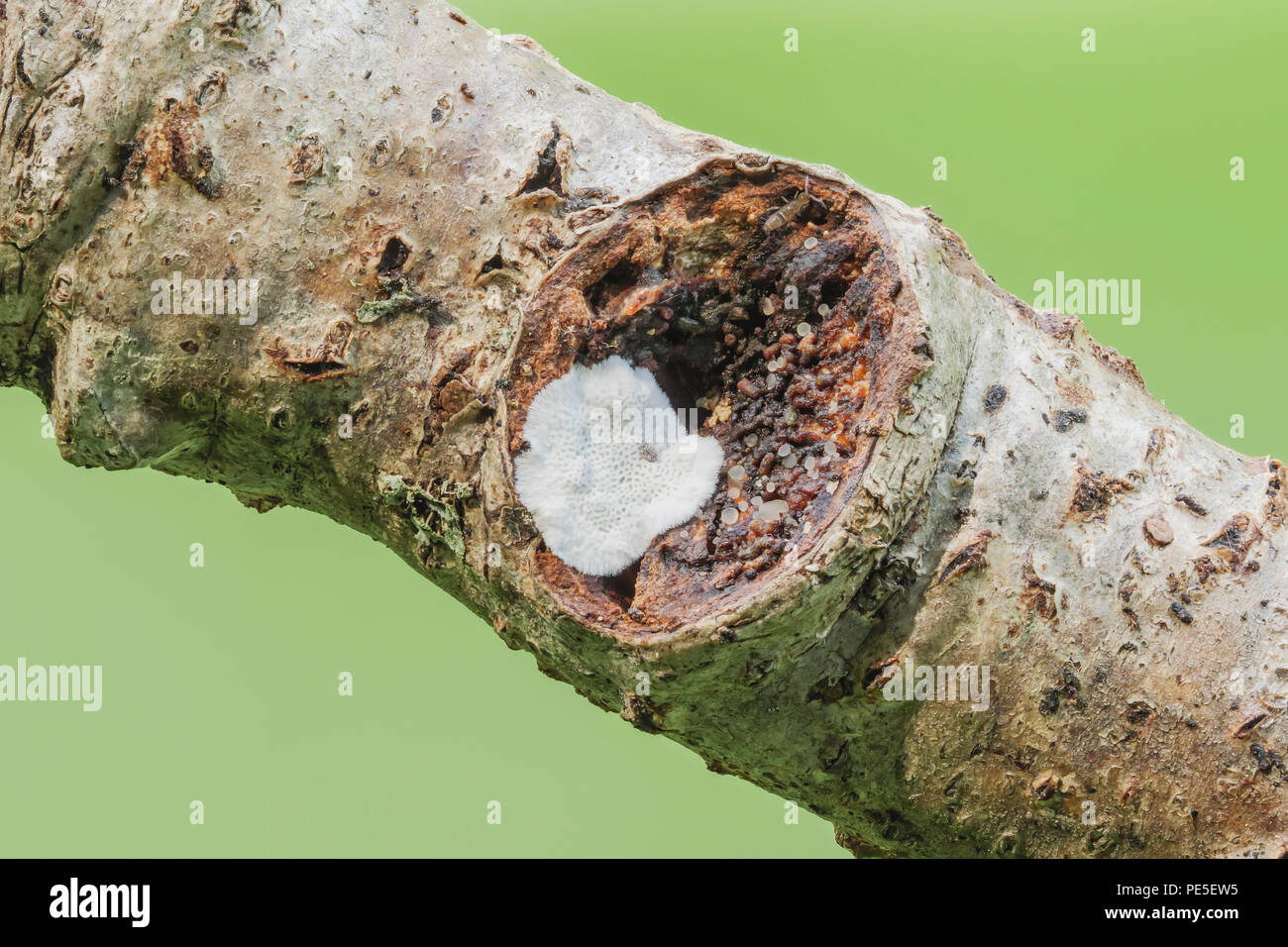 Fungi polyporaceae hi-res stock photography and images - Alamy
