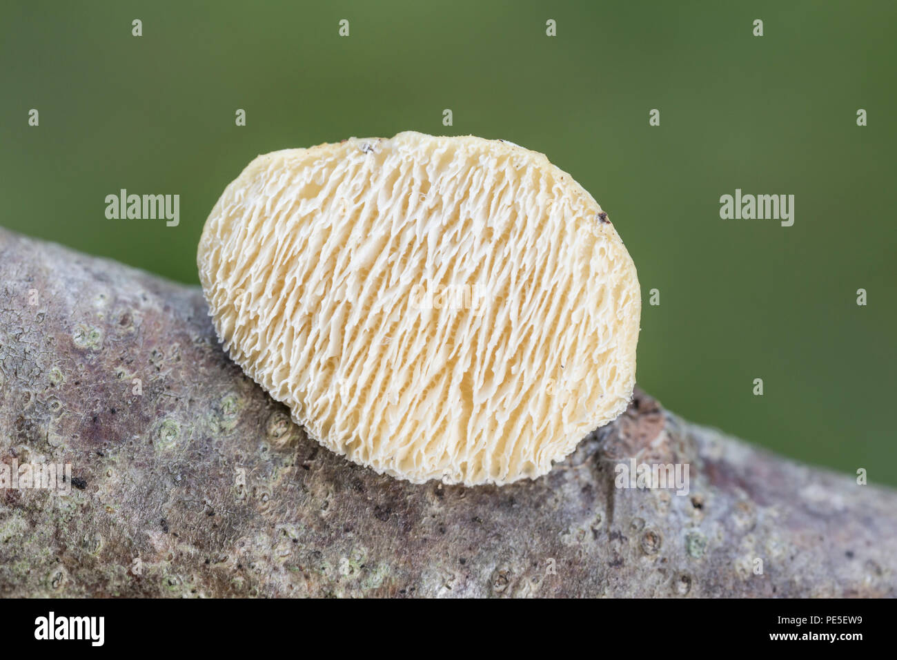 An unidentified polypore fungus (Polyporaceae) grows on a tree branch ...