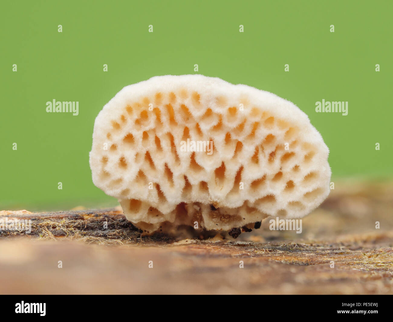Polyporaceae hi-res stock photography and images - Alamy