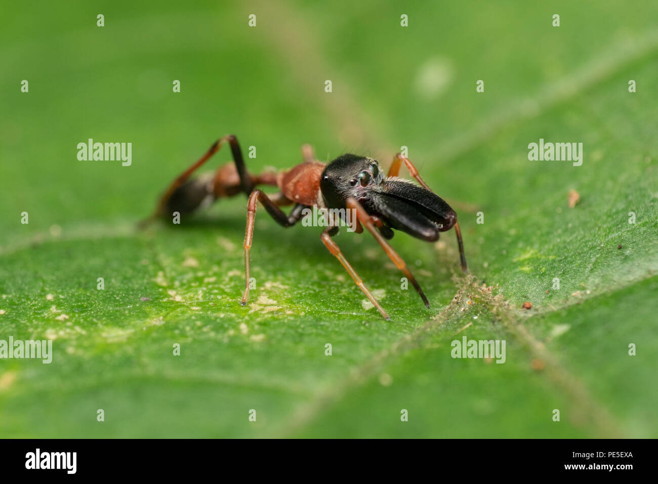Ant mimicking spider myrmarachne sp hi-res stock photography and images ...