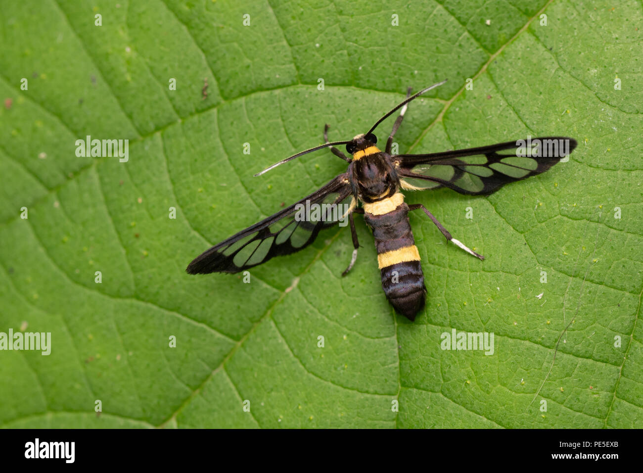 Syntominae sp. a Ceryx clear wing moth, which is belived to mic a wasp ...