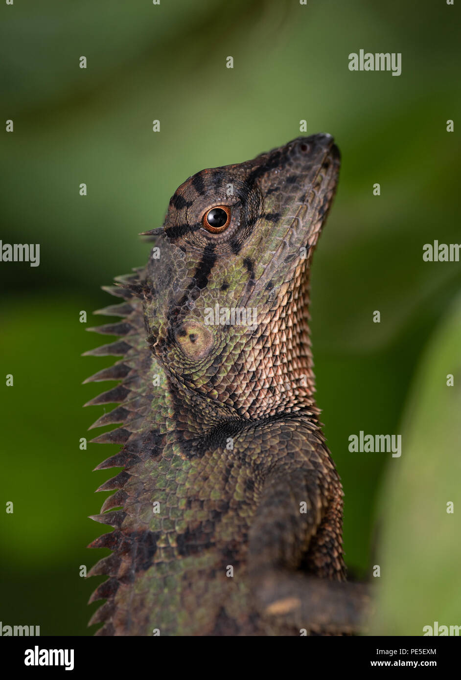 Calotes emma, commonly known as Emma Gray's forest lizard, is a species ...