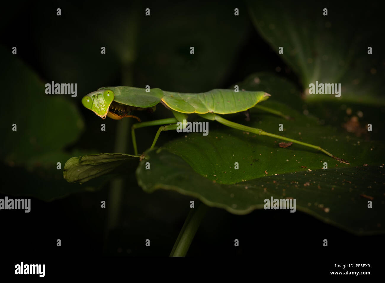 Rhombodera basalis is a species of praying mantis of the genus ...