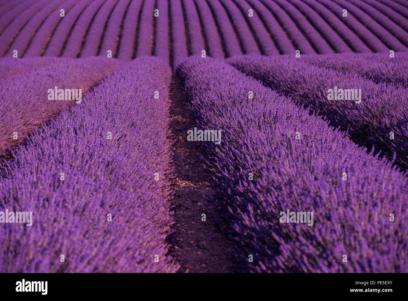 levender field purple aromatic flowers near valensole in provence ...