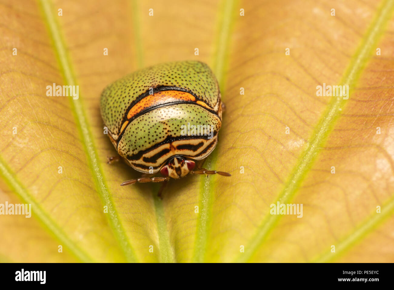 Pentatomidae Stink Bugs