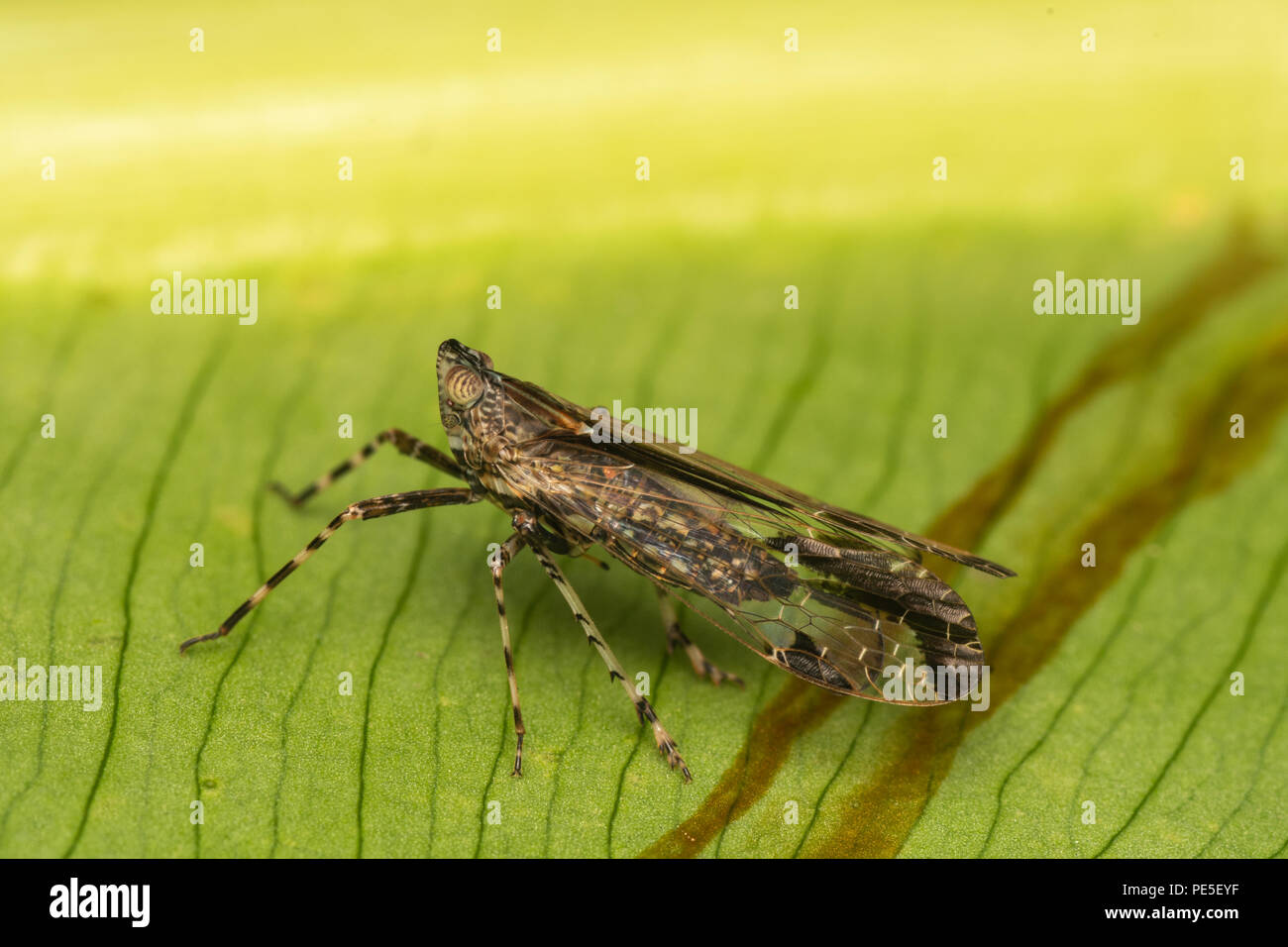 Fulgoromorpha hi-res stock photography and images - Alamy