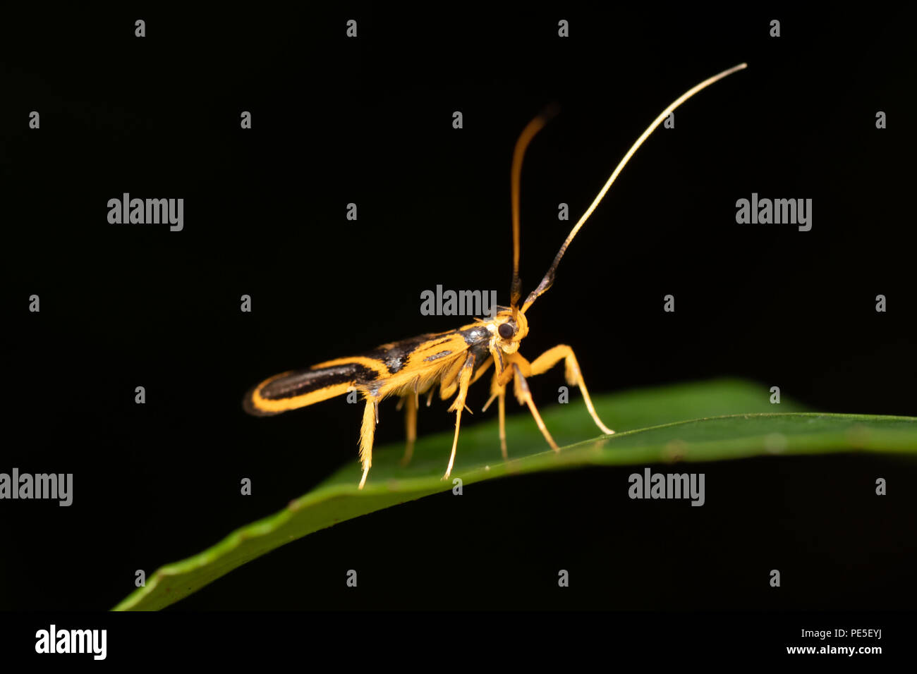 Moths thailand hi-res stock photography and images - Alamy